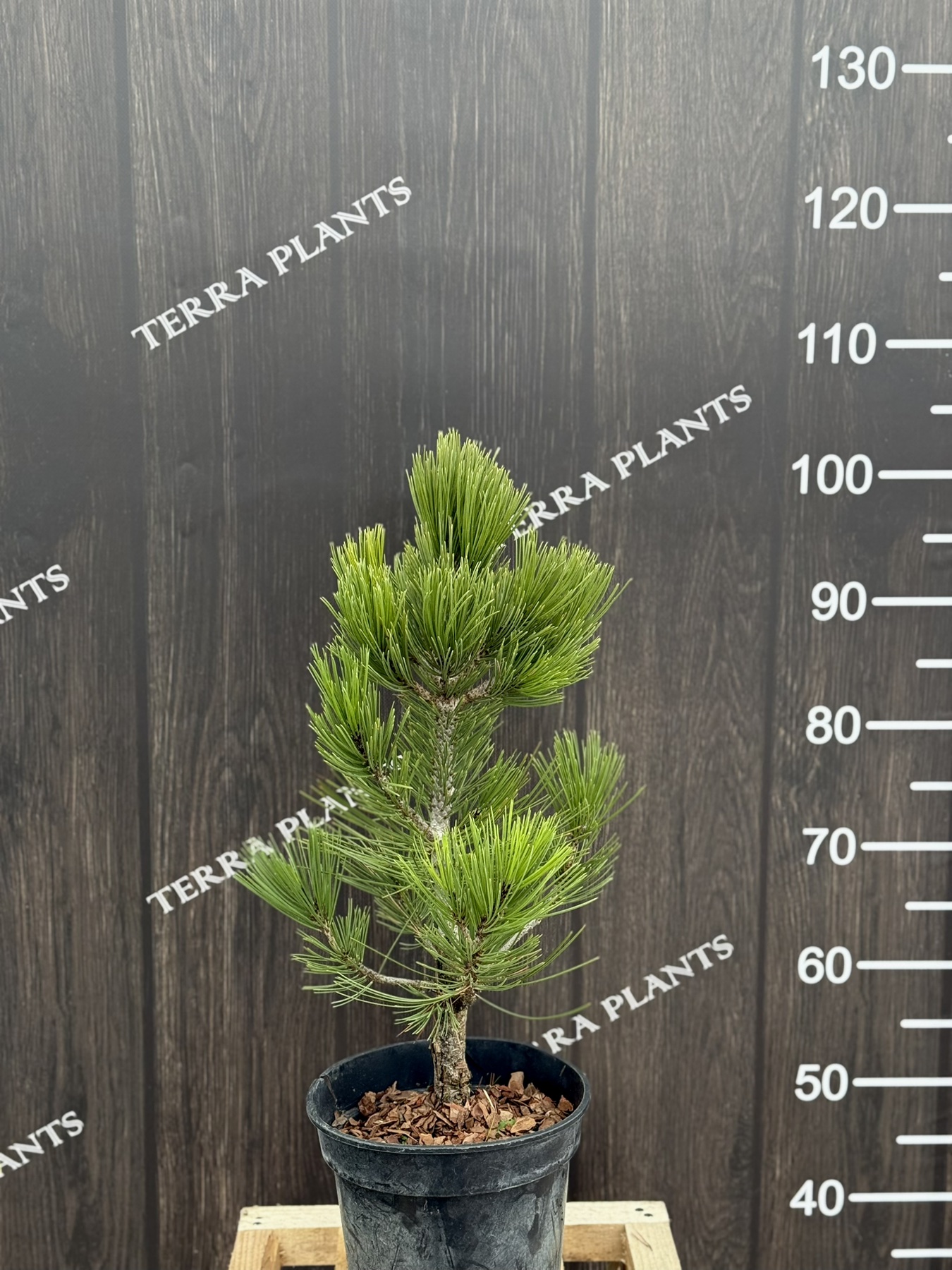 Сосна білокура «Компакт Джем» — Pinus leucodermis «Compact Gem» | Terra ...