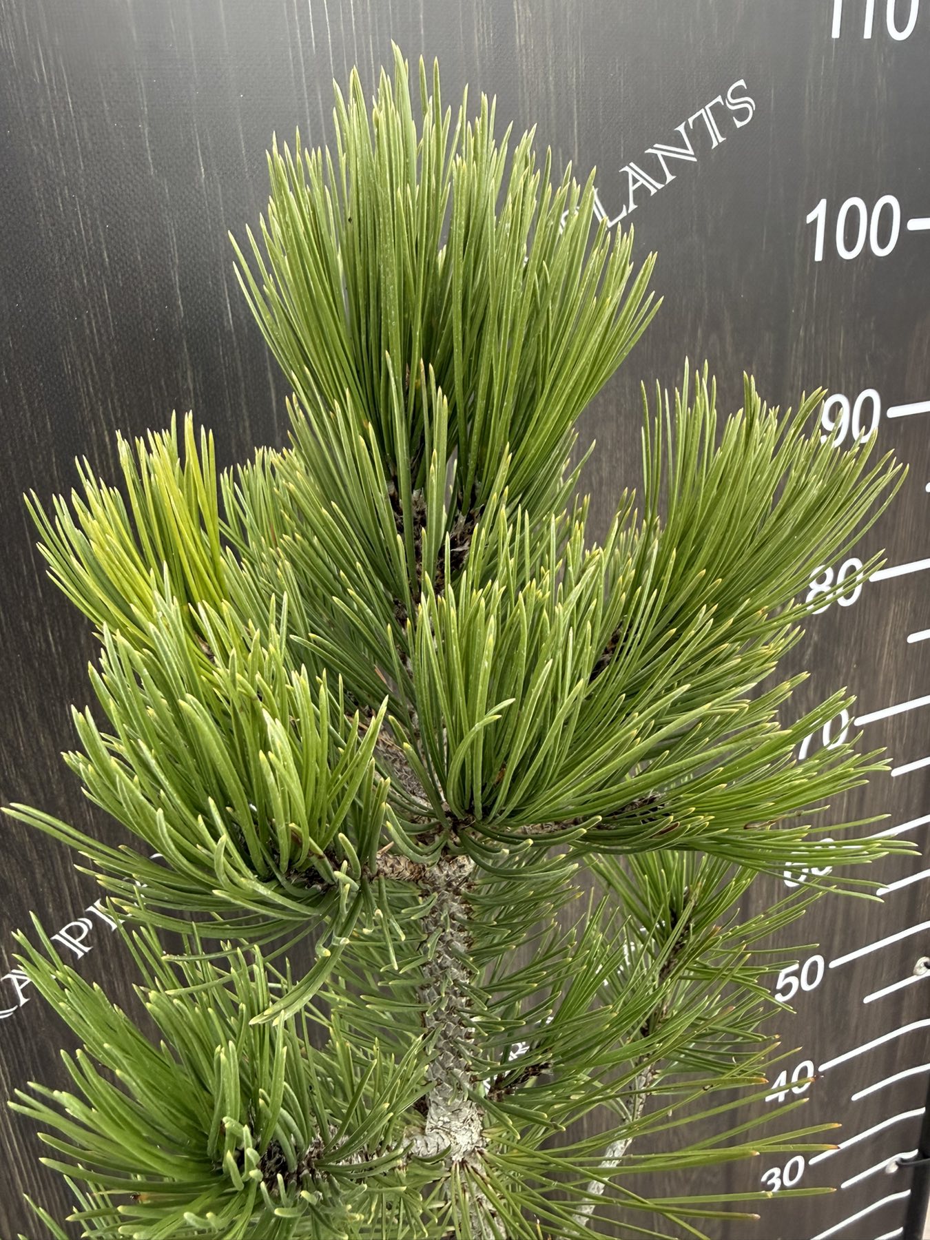 Сосна білокура «Компакт Джем» — Pinus leucodermis «Compact Gem» | Terra ...