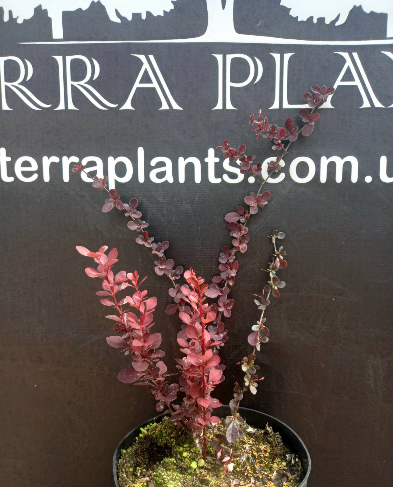 Барбарис thunbergii "Summer Chocolate" | Terra Plants