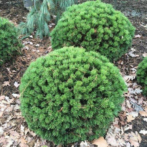 Сосна гірська "Бенджамін" Pinus mugo "Benjamin" | Terra Plants
